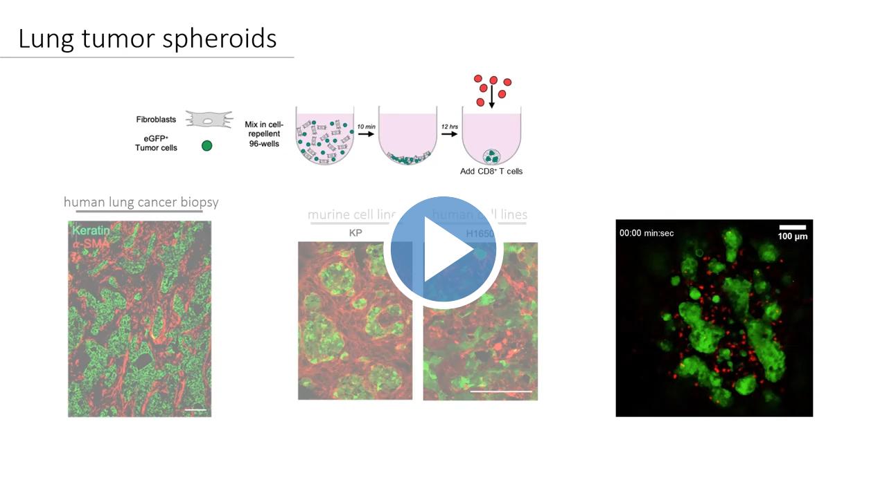 Lung tumor spheroids for onco-immunological research / TPI TV
